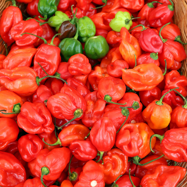 Hot Pepper / Scotch Bonnet | Everfresh Butchers